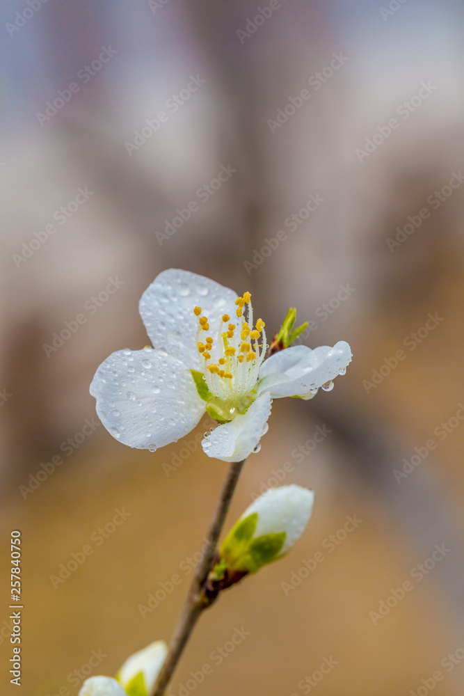 Flowering red mountain peach，Amygdalus davidiana (Carrière) de Vos ex ...