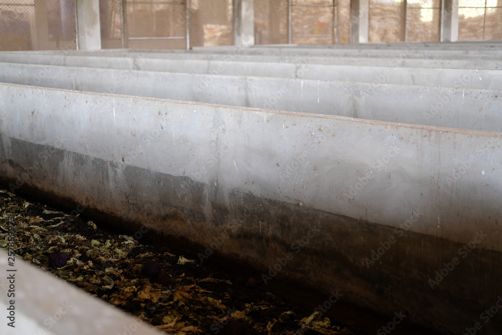 earthworm for producing manure compost fertilizer vermicompost Stock ...