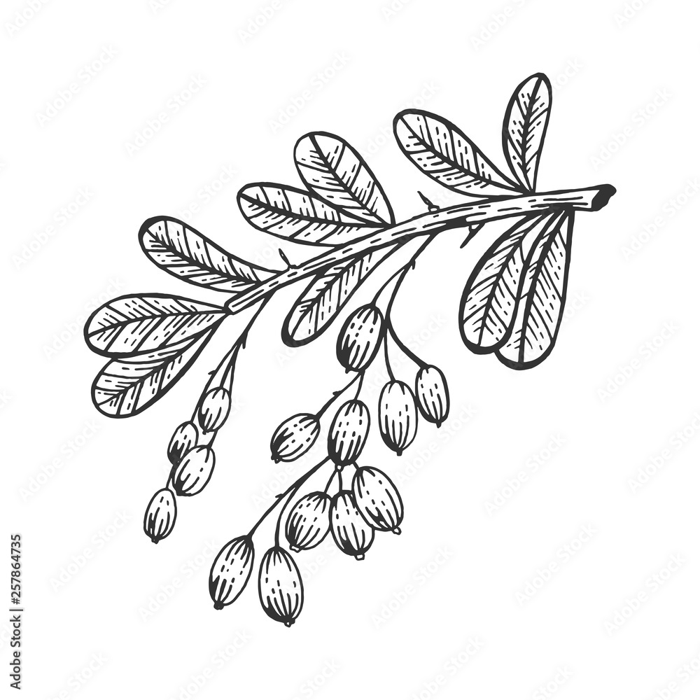 Barberry branch sketch engraving vector illustration. Scratch board ...