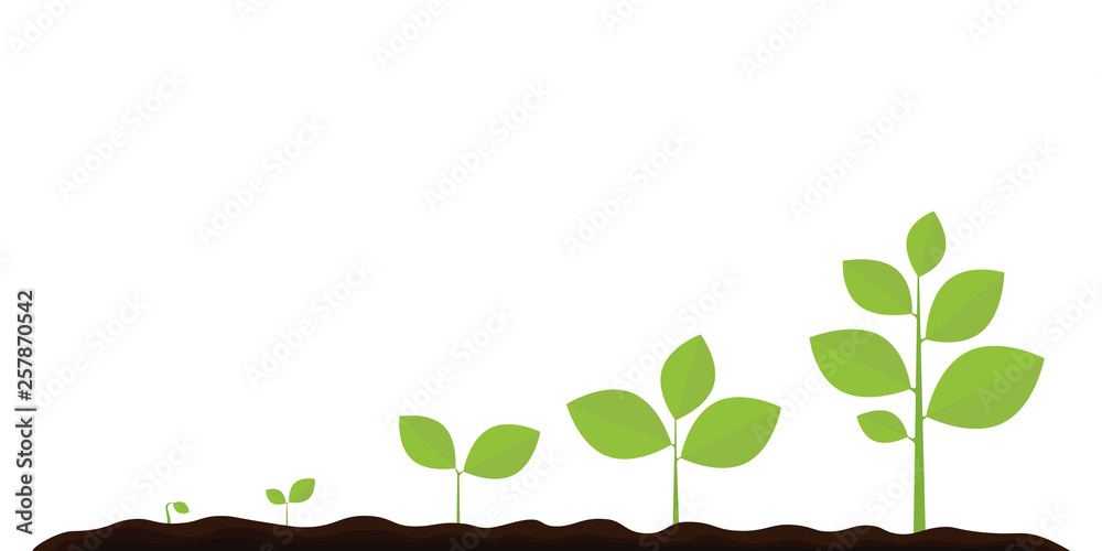 Infographic of planting tree. Seedling gardening plant. Seeds sprout in ...