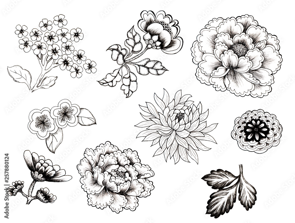 Set with traditional Asian watercolor flowers, chrysanthemums, peonies ...
