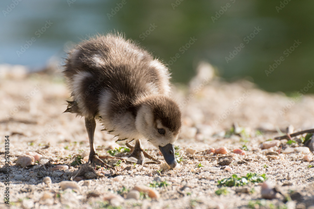 Bebés de oca del nilo u oca egipcia Stock Photo | Adobe Stock