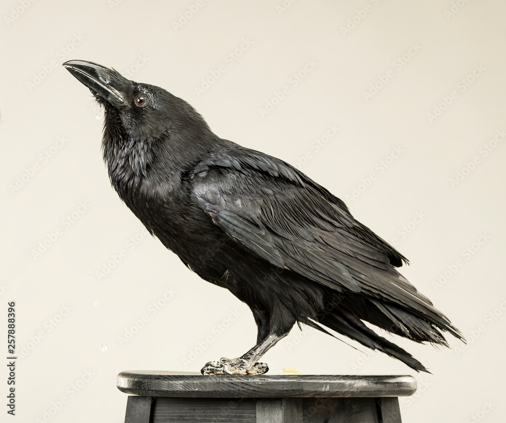 beautiful black raven sits on a white background in the studio Stock ...