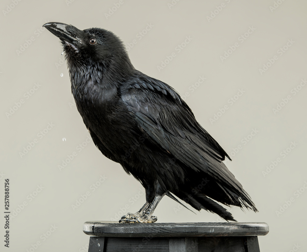 beautiful black raven sits on a white background in the studio Stock ...
