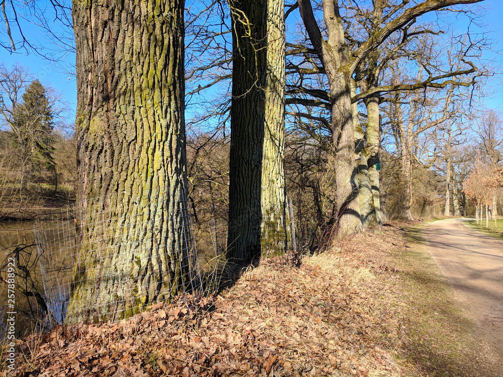 Steel mesh Fencing to prevent beavers from chewing mature trees ...