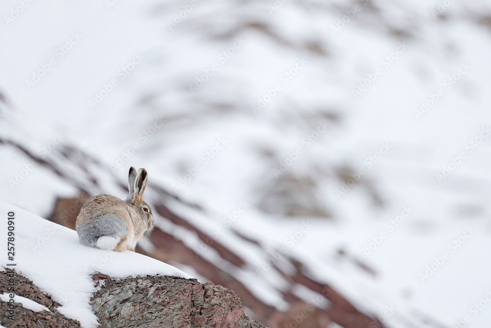 Woolly hare, Lepus oiostolus, in the nature habitat, winter condition ...