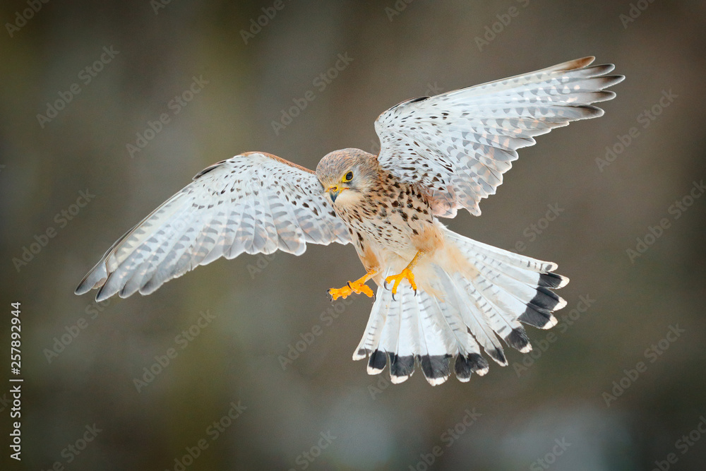 Common Kestrel, Falco tinnunculus, little flying bird of prey, Germany ...
