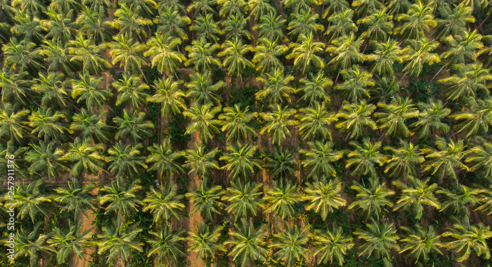 Aerial view of coconut farm. green coconut trees neatly aligned with ...