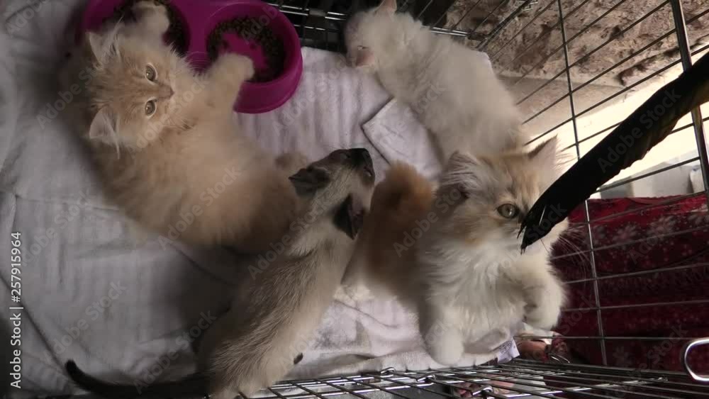 Kittens in cage: siamese cat with blue eyes, a furry red Turkish Angora ...
