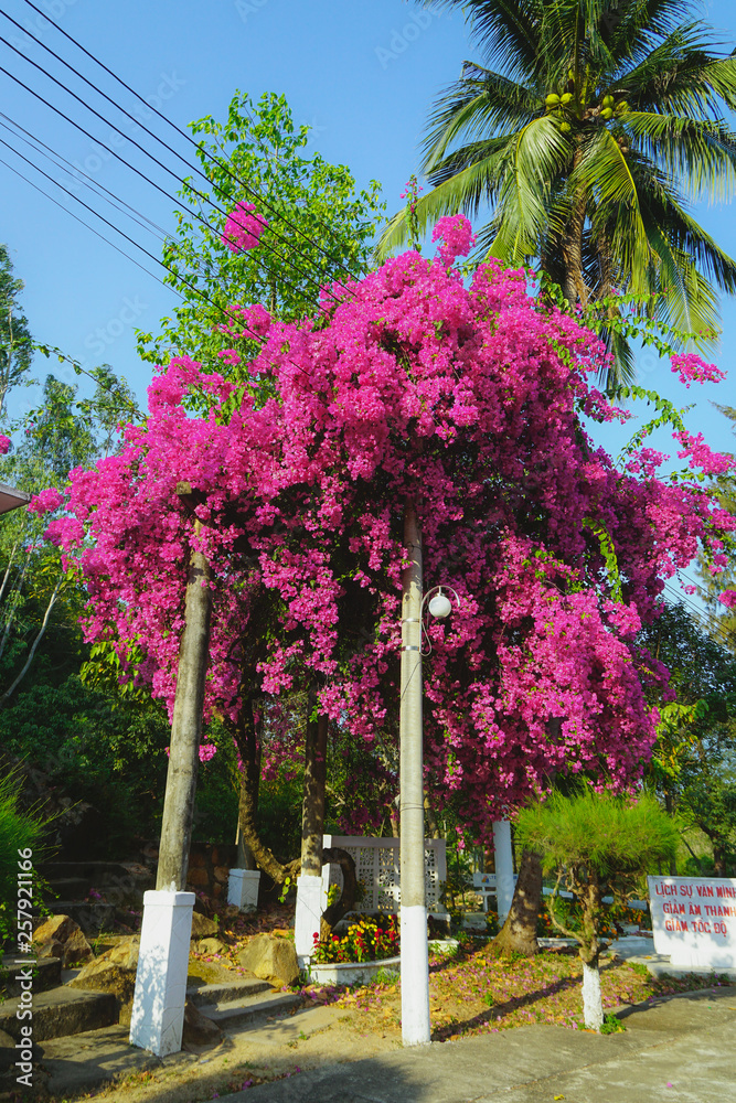 Flower truss. Paper flower (Bougainvillea). Dreaming purple confetti ...