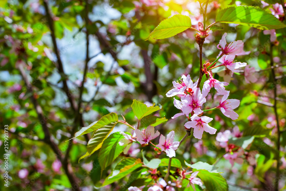 Sakura blossom in spring Park. Cherry blossom tree in late spring ...
