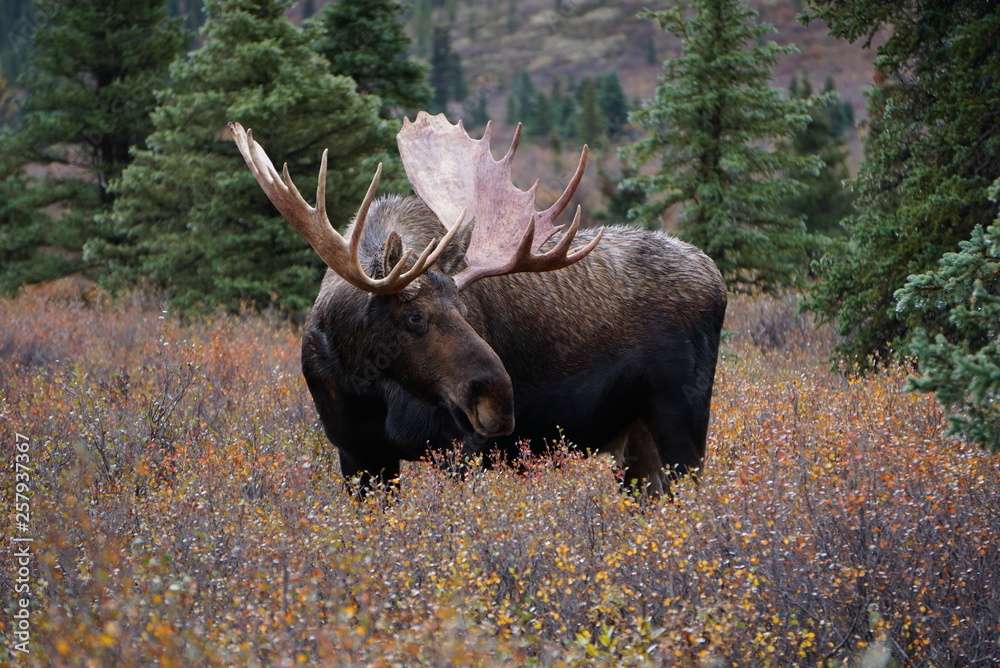 Beautiful wild moose bull in National park Denali in Alaska Stock Photo ...