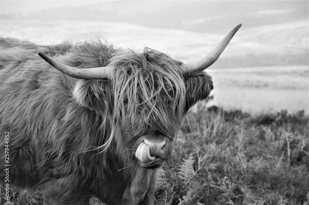 Hardy Highland cow on Exmoor, Somerset Stock Photo | Adobe Stock