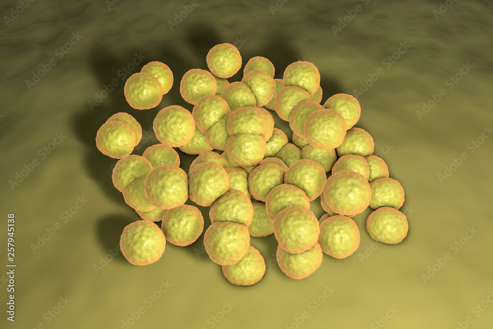 Colony of bacteria Micrococcus luteus, 3D illustration. Gram-positive ...