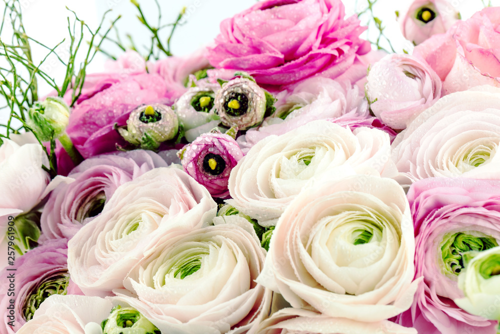 Pink Ranunculus Wallpaper