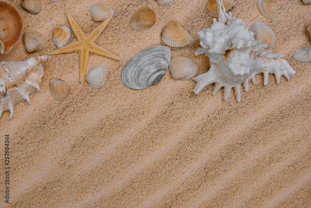 Sea shells with sand as background. Summer beach. Top view. Background ...
