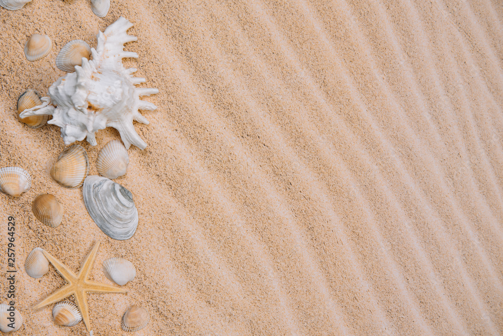 Sea shells with sand as background. Summer beach. Top view. Background ...