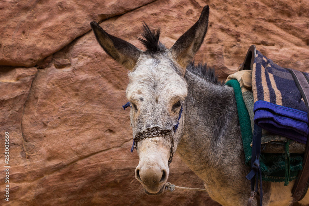 sad donkey farm pack animal portrait looking at camera on brown rocky ...