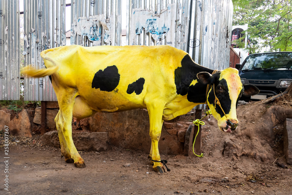 In Mysore, India, as part of the “Pongol” or Harvest Festival cows are ...