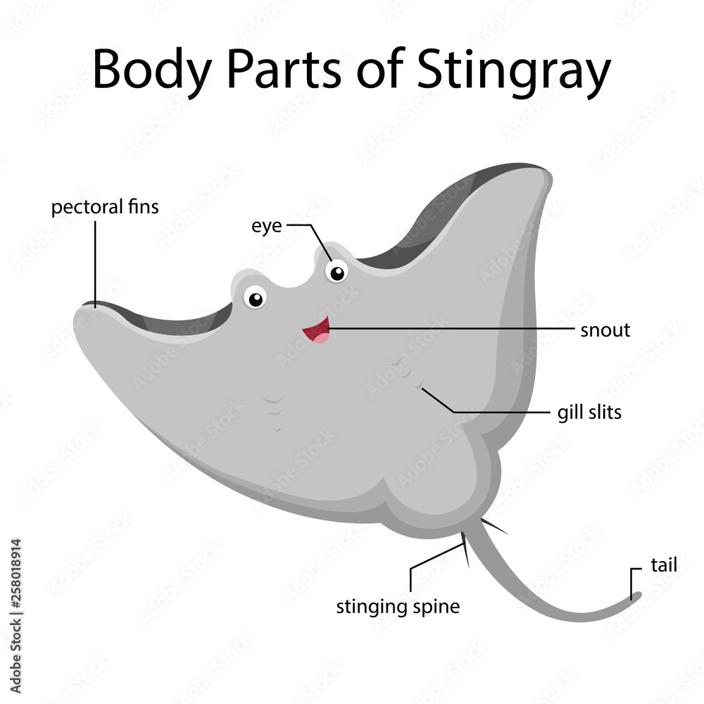 Illustrator of body parts of stingray Stock Vector | Adobe Stock