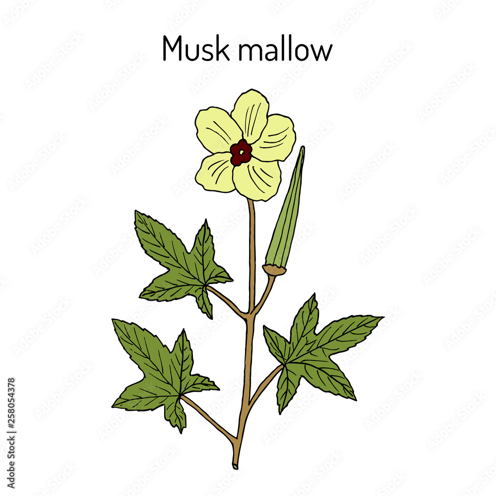 Musk mallow abelmoschus moschatus , medicinal plant Stock Vector ...