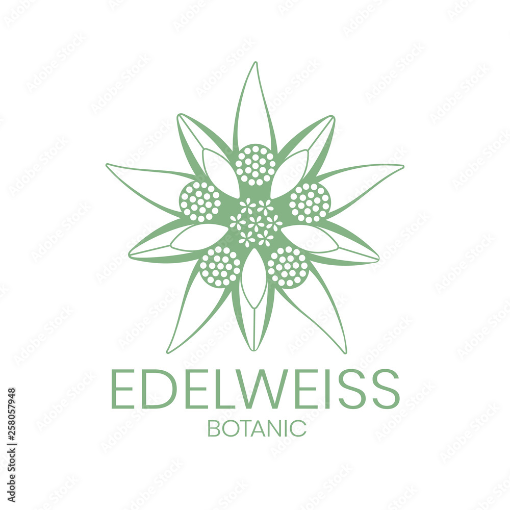 Edelweiss. Edelweiss flower logo on white background Stock Vector ...