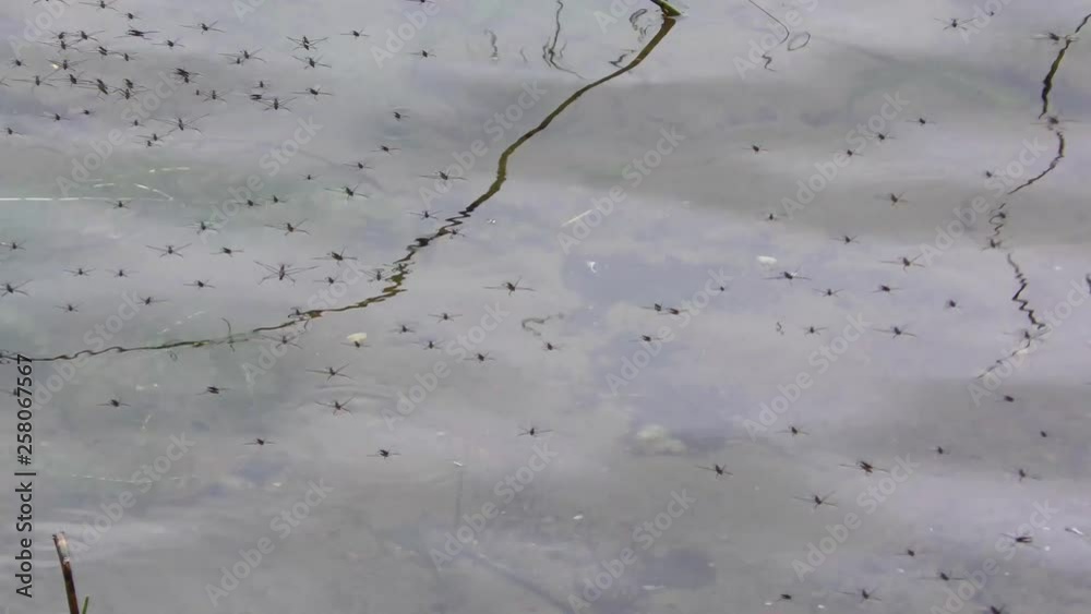 The Gerridae are a family of insects in the order Hemiptera, commonly ...