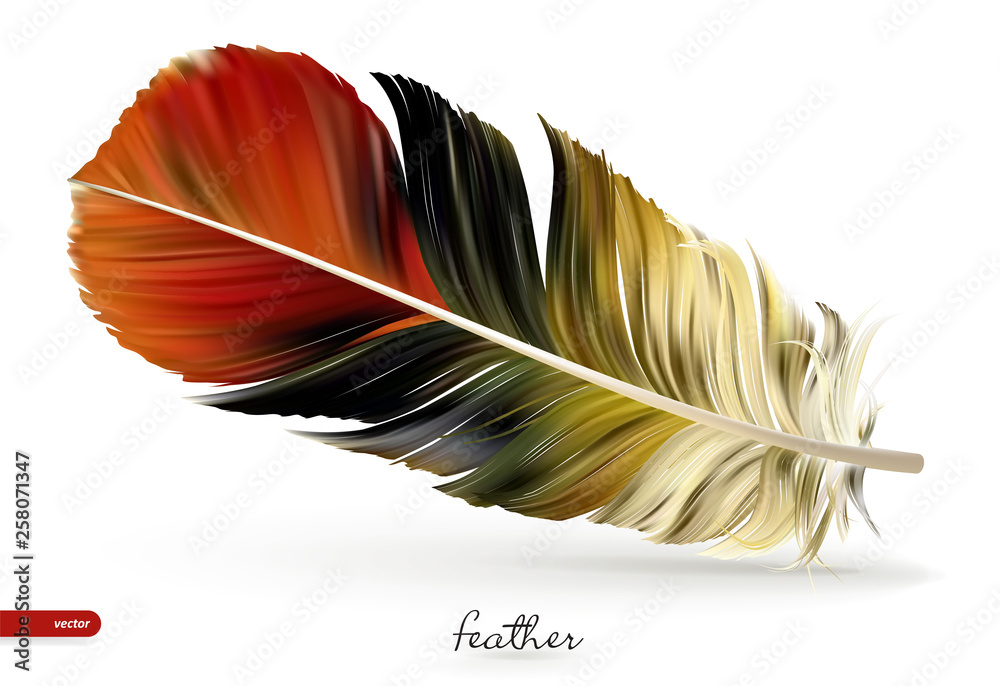 Realistic feathers - vector illustration. Isolated on white background ...