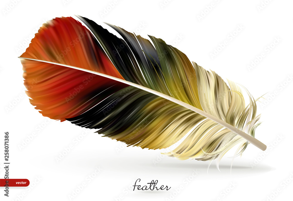 Realistic feathers - vector illustration. Isolated on white background ...