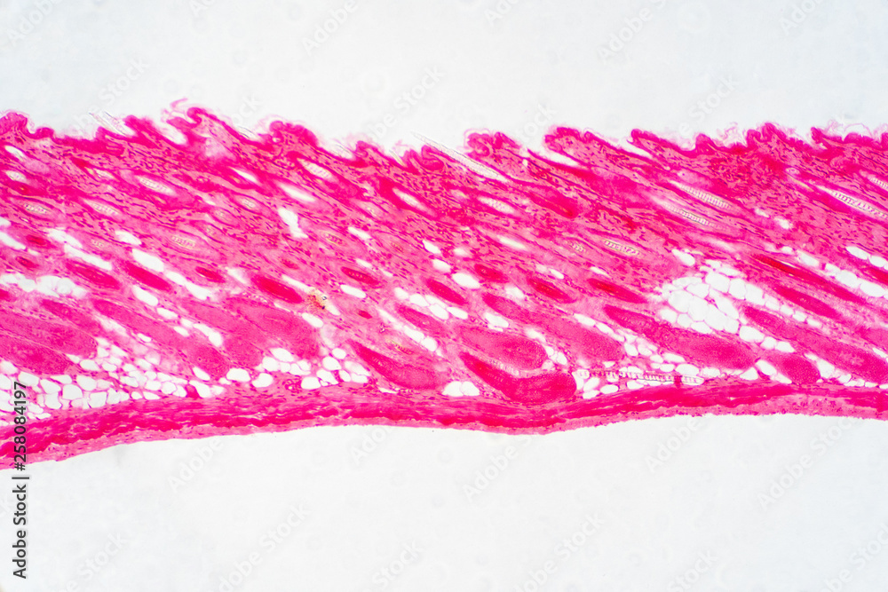 Cross section human skin tissue under microscope view. Stock Photo ...