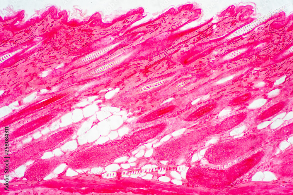 Cross section human skin tissue under microscope view. Stock Photo ...