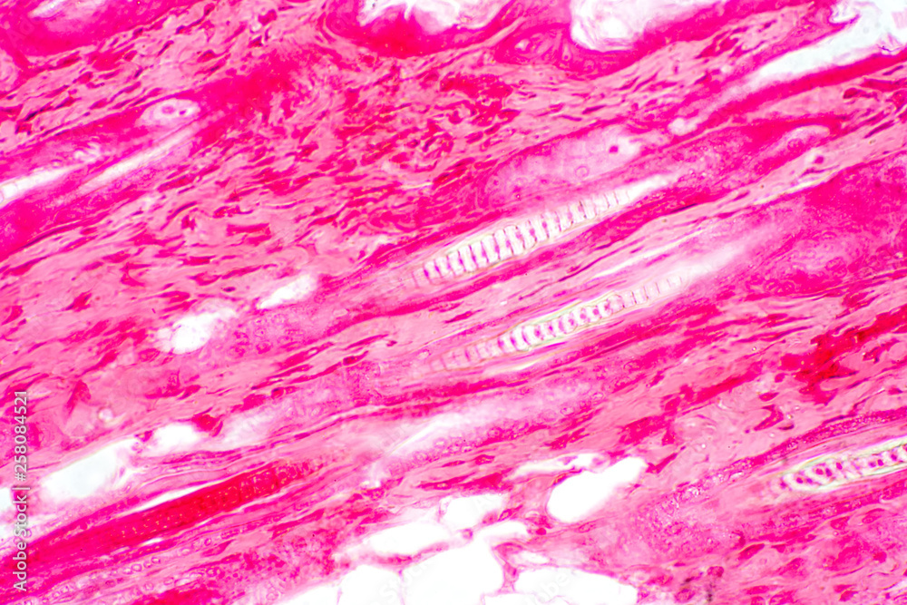 Human Skin Microscope