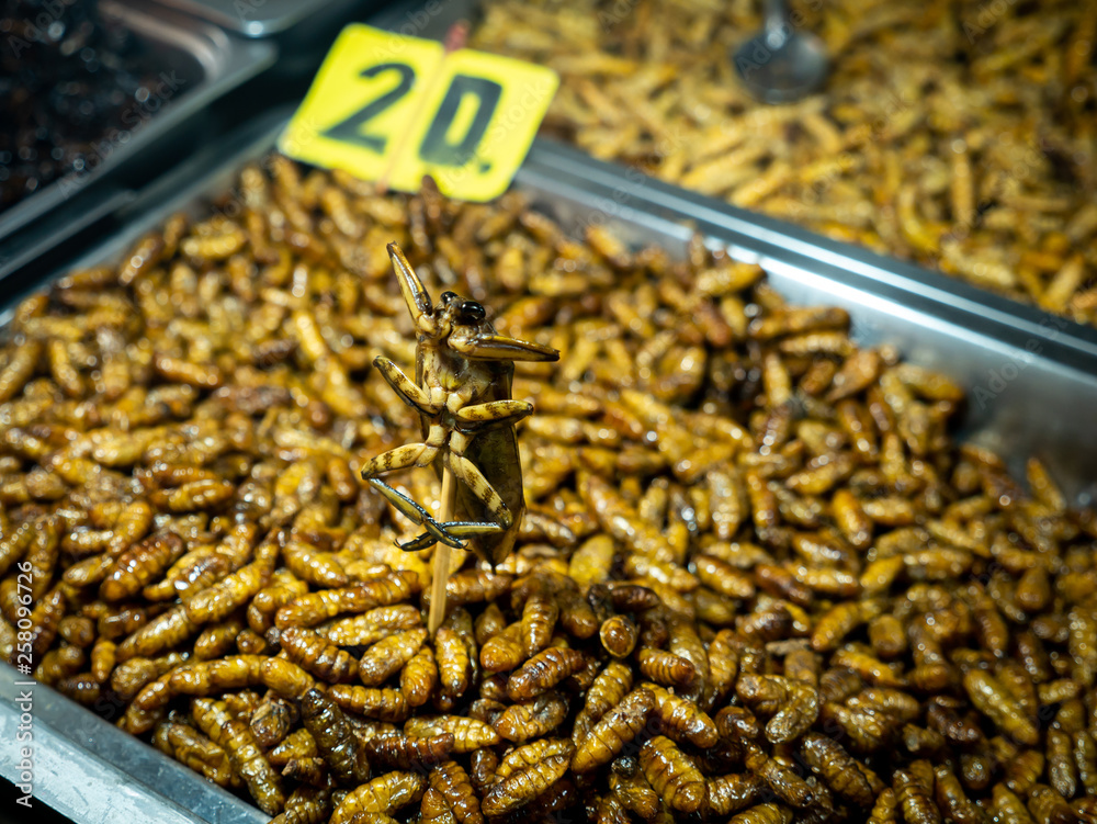 Giant Water Bug was Fry Standing among The Worms Fried in the Tray ...