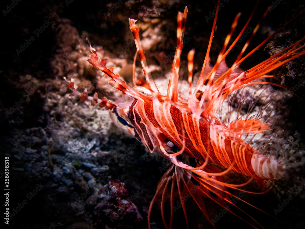 The Red Lionfish (Pterois volitans). Beautiful fish with large fan fins ...