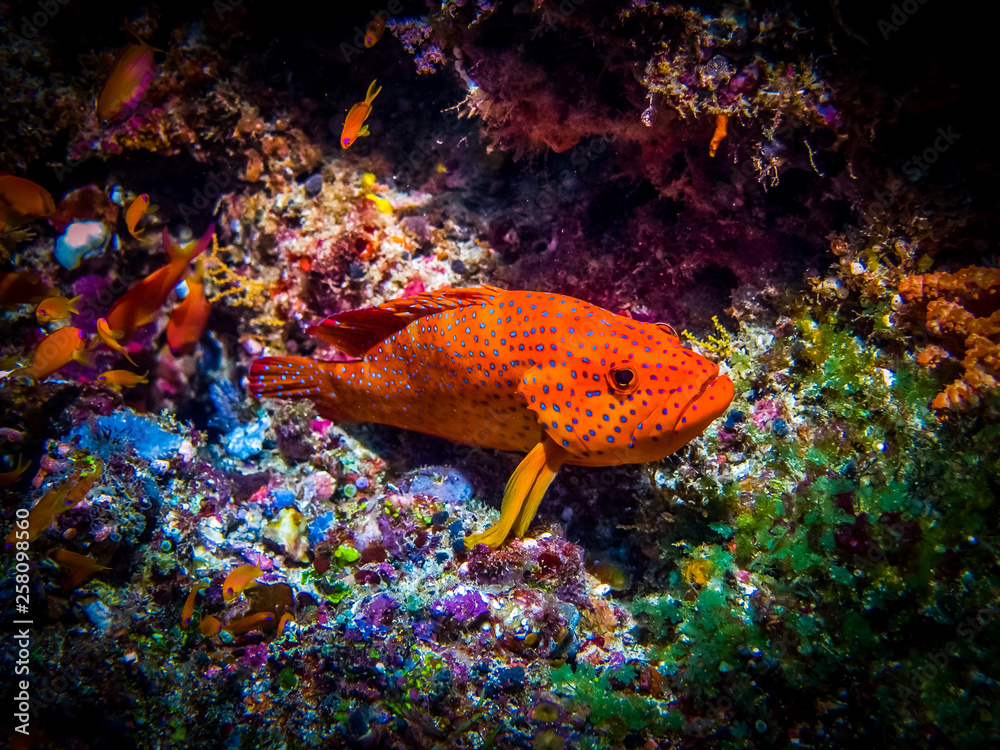 Fotka „Tropical coral reef fish. Red hind (coral grouper). Orange fish ...