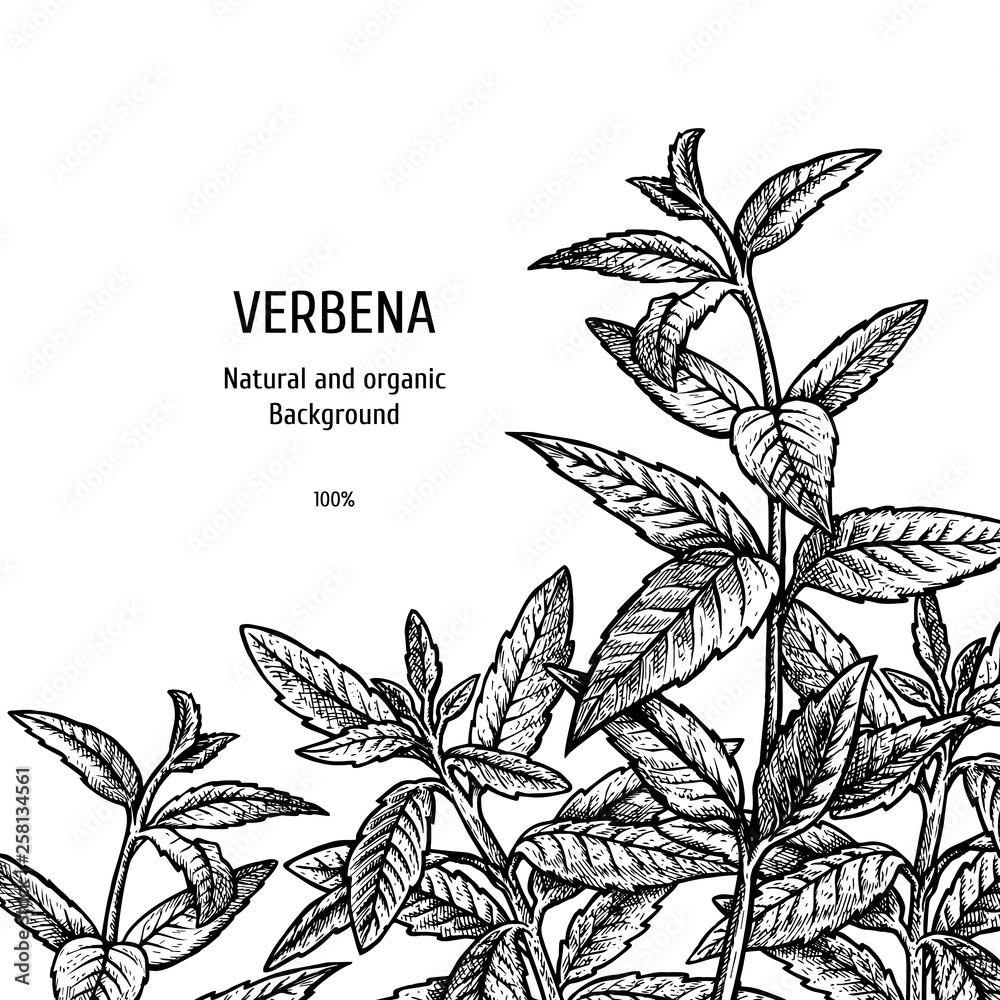 Hand drawn verbena background. Herbal pattern. Vector sketch of plant ...
