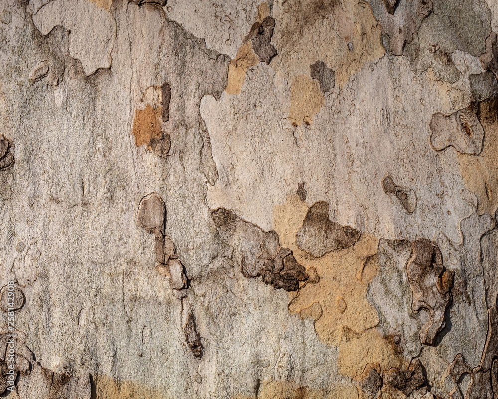 Beautiful Unique Texture of Very Old and Very Big London Plane Tree ...