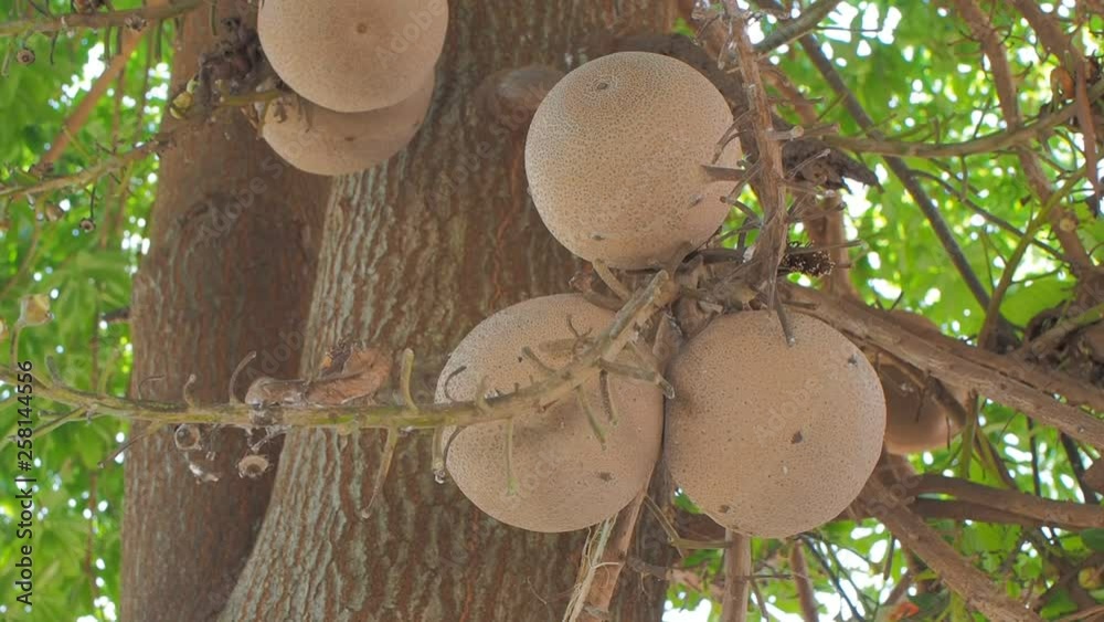 Vidéo Stock Cannonball tree fruit on tree or Couroupita guianensis ...
