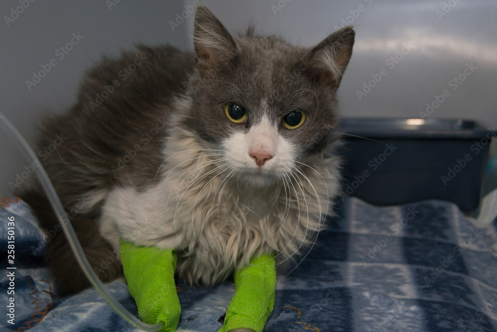 the cat poisoned with rodenticides receives intravenous treatment Stock ...