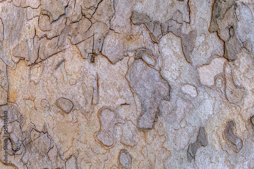 Beautiful Unique Texture of Very Old and Very Big London Plane Tree ...