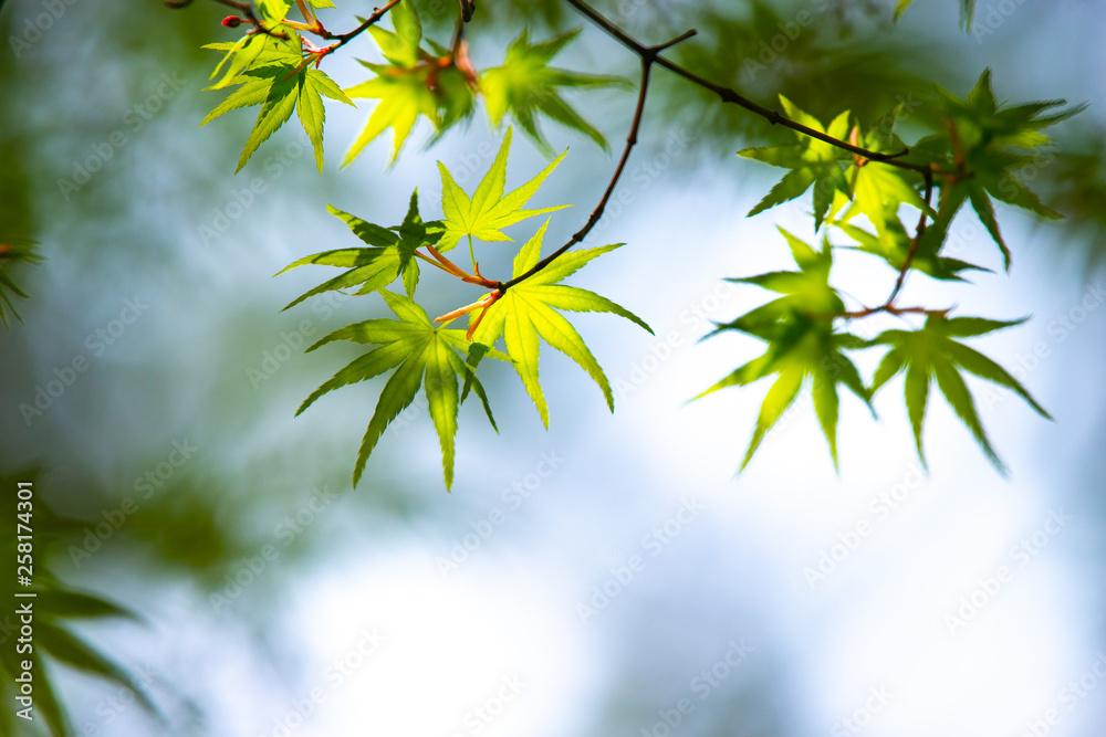 Spring sunshine shines on the young leaves of newly sprouted maple ...