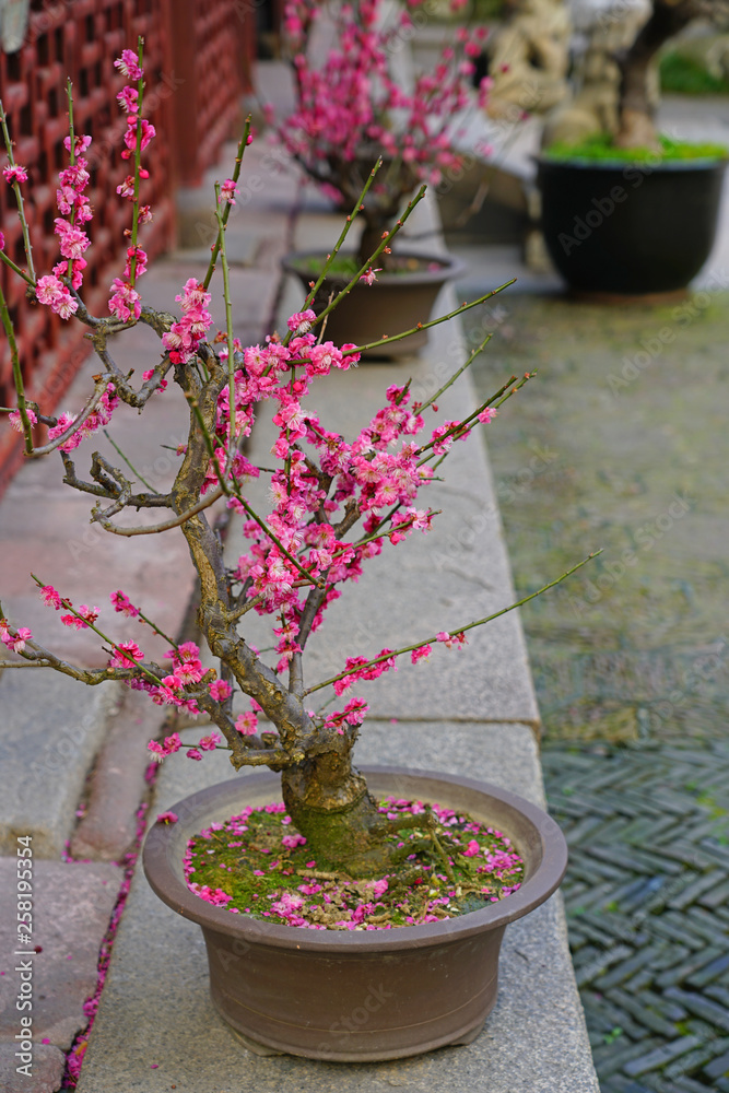 Pink flower blooms of the Japanese ume apricot tree, prunus mume, in a ...