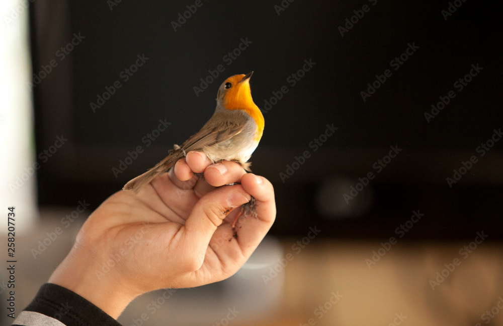 Birds of Israel, birds of the Holy Land Stock Photo | Adobe Stock