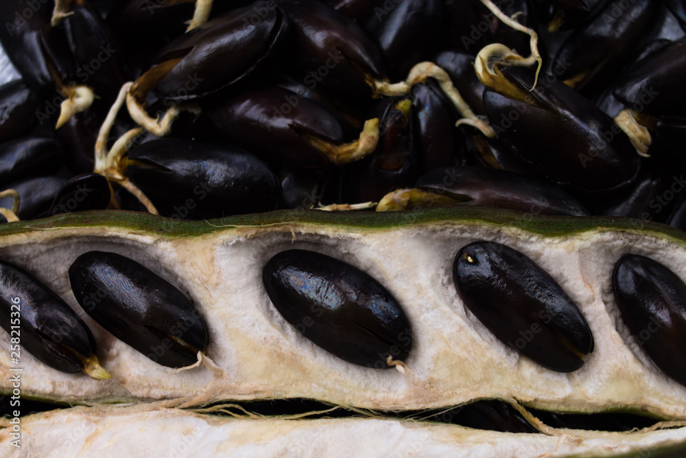 Seed of guama fruit-inga edulis foto de Stock | Adobe Stock