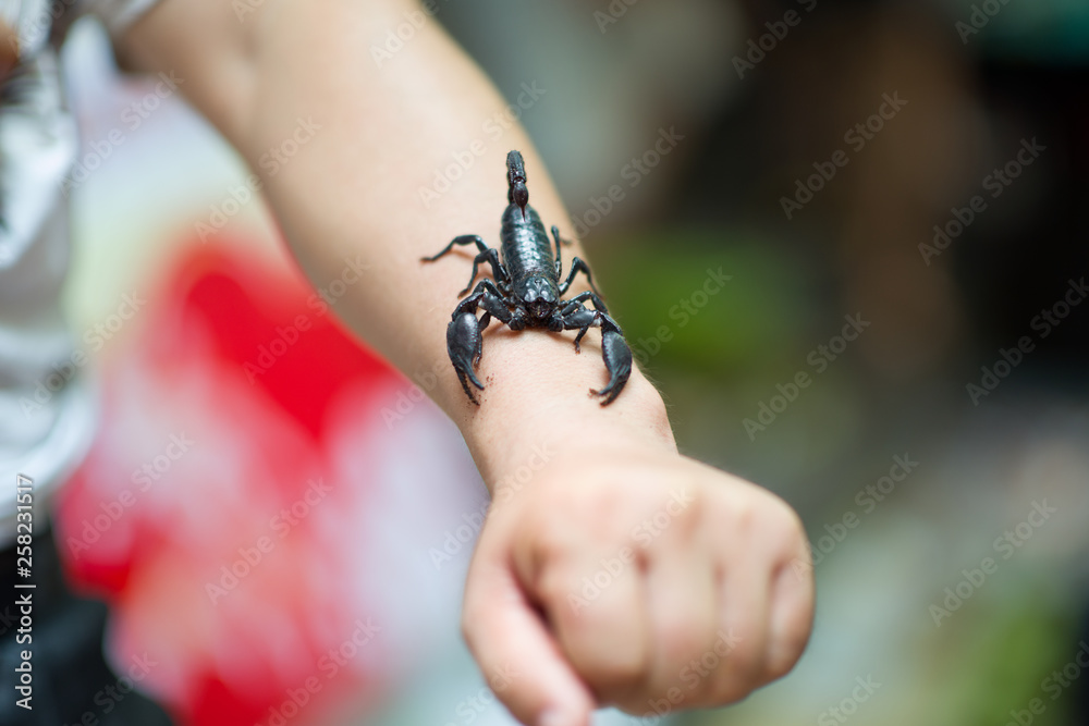 Foto de A man hanging an Emperor scorpion, also called Pandinus ...