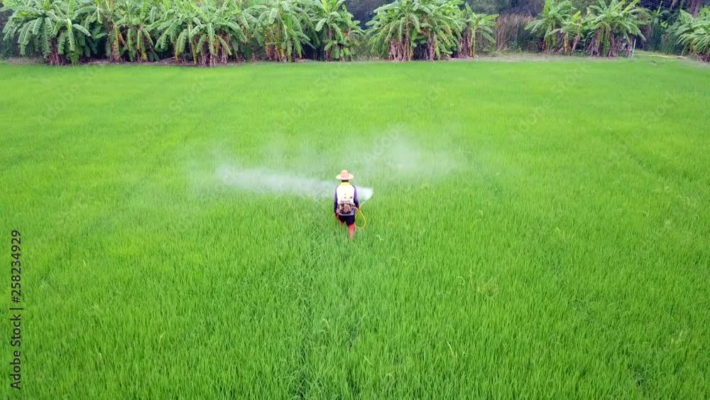 Footage on Farmer activity with knapsack sprayer is spray Insecticide ...