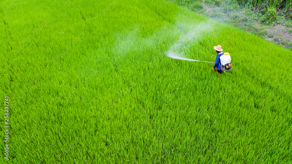 Farmer activity with knapsack sprayer is spray Insecticide into fresh ...