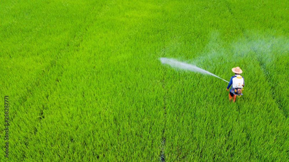 Farmer activity with knapsack sprayer is spray Insecticide into fresh ...