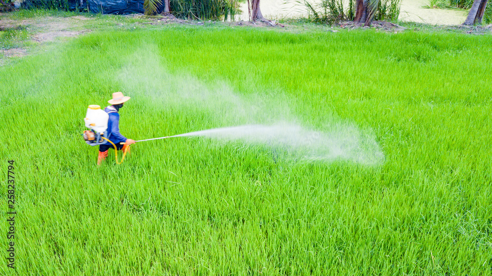 Farmer activity with knapsack sprayer is spray Insecticide into fresh ...