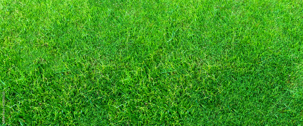 Landscape of grass field in green public park use as natural background ...